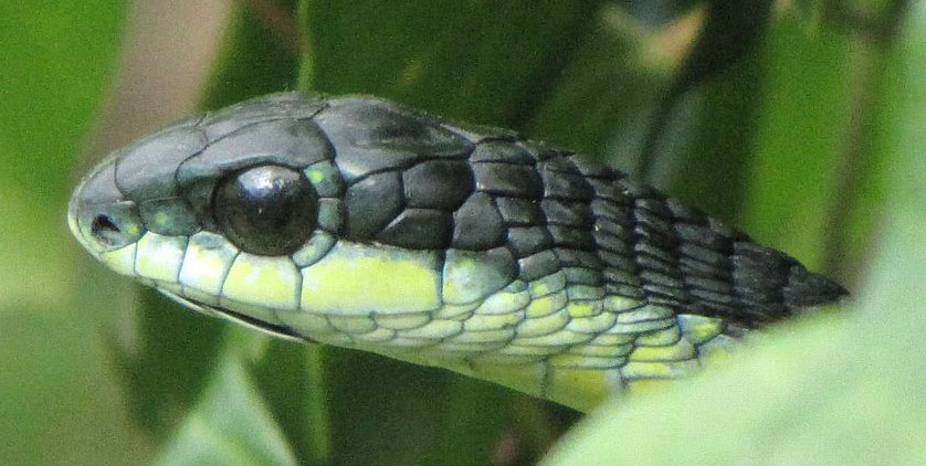 Snake Identification Cape Cobra / Mole Snake / Boomslang – Kimberley ...